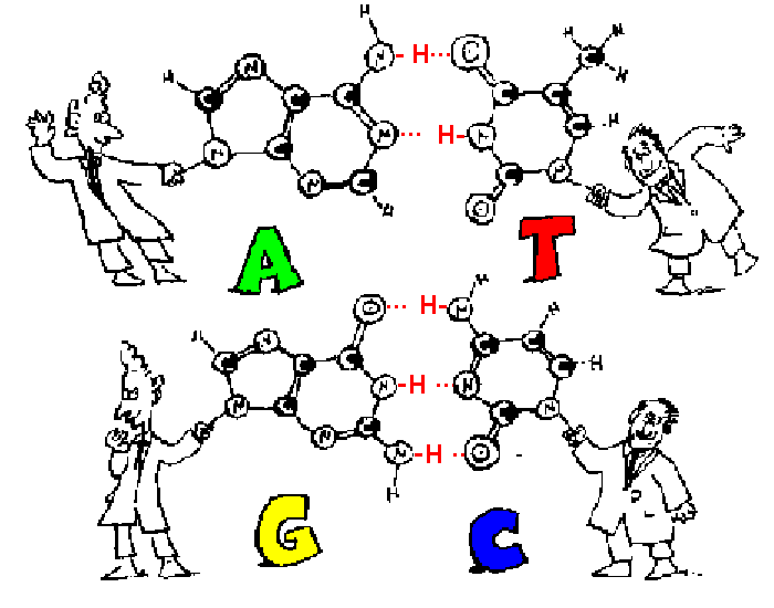 Base Pairing Base Pair Base Pairing Base Pair