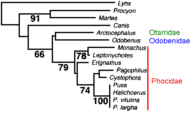 Aquatic & Terrestiral Caniform relationships