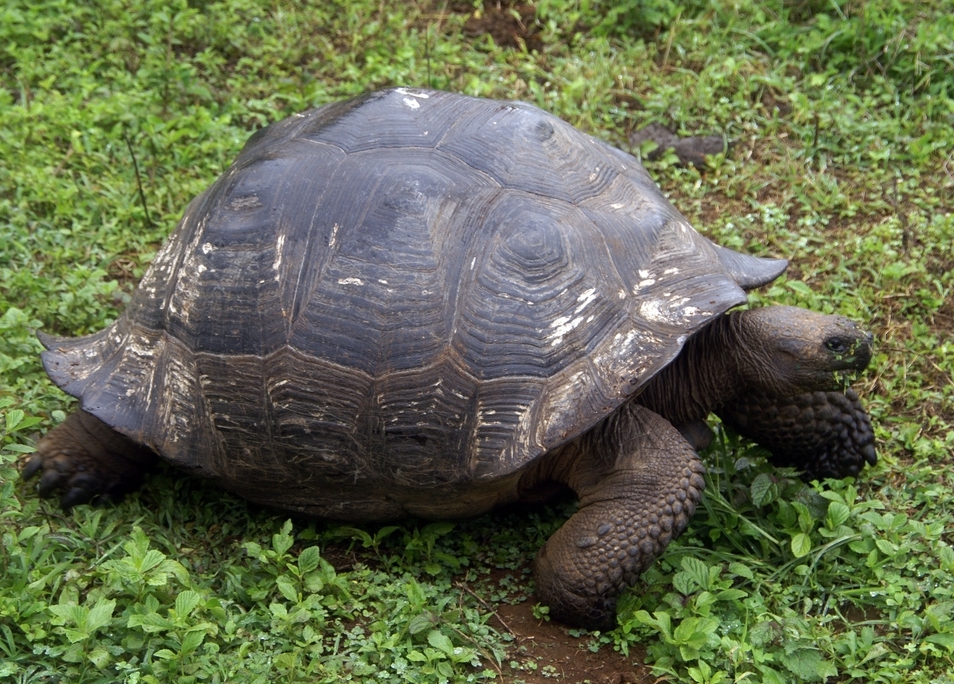 Galapagos tortoises