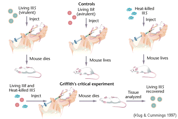 Griffiths Experiment Griffiths Experiment