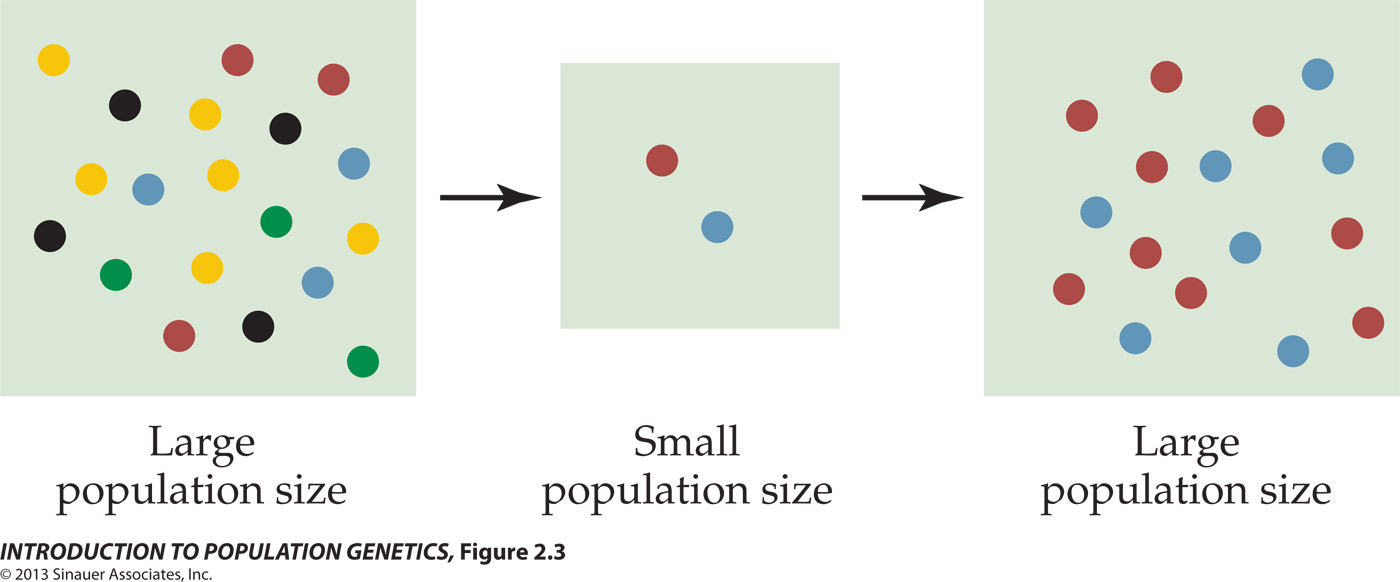 Bottleneck Effect Definition Example Video Lesson Bottleneck Effect Definition Example Video Lesson