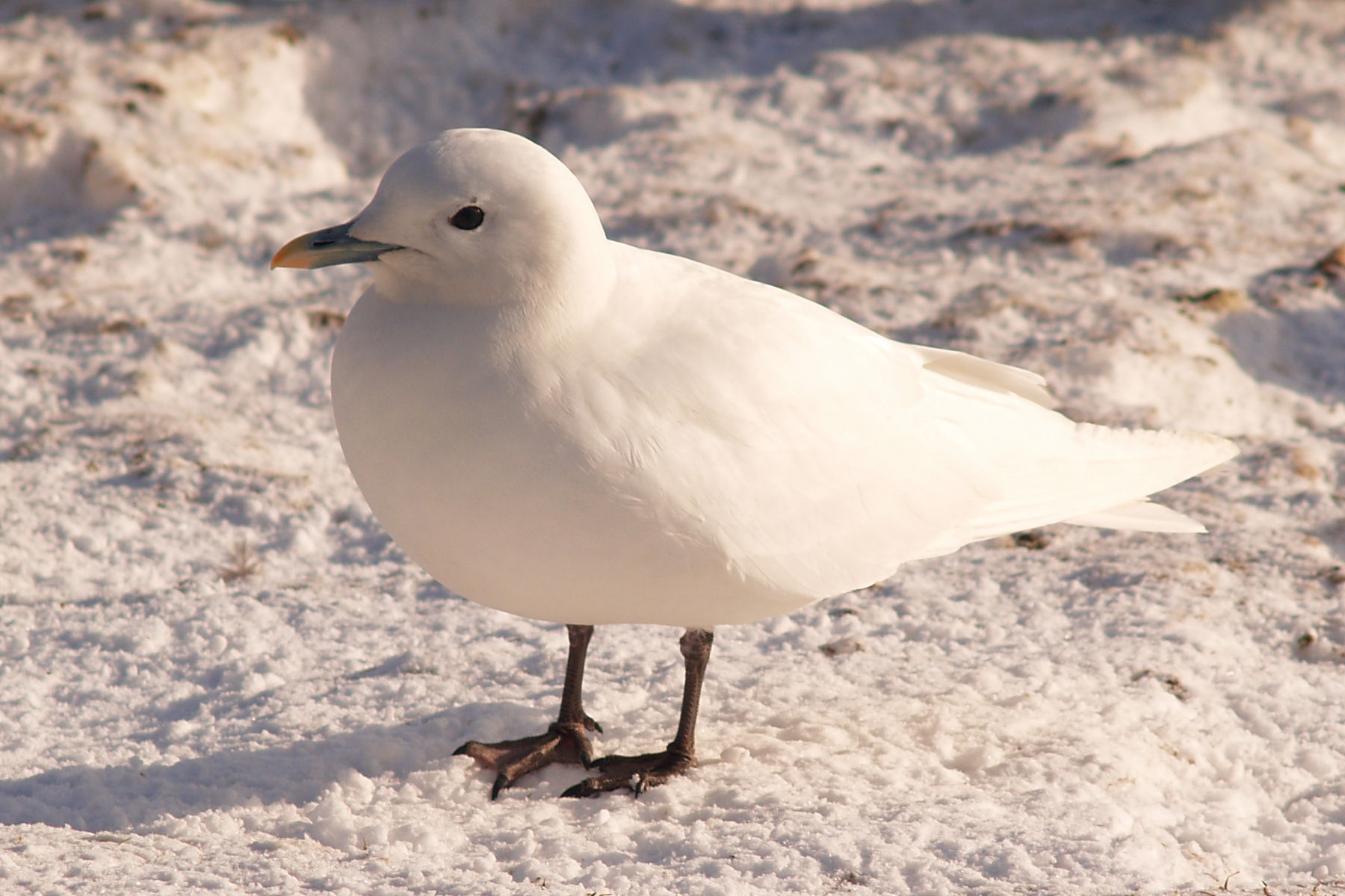 Conservation Genetics of Ivory Gulls