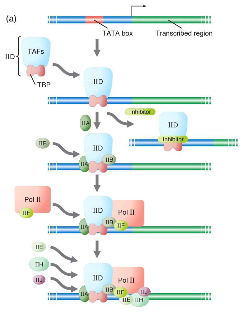 Transcription factor tfiid