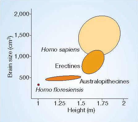 Homo floresiensis