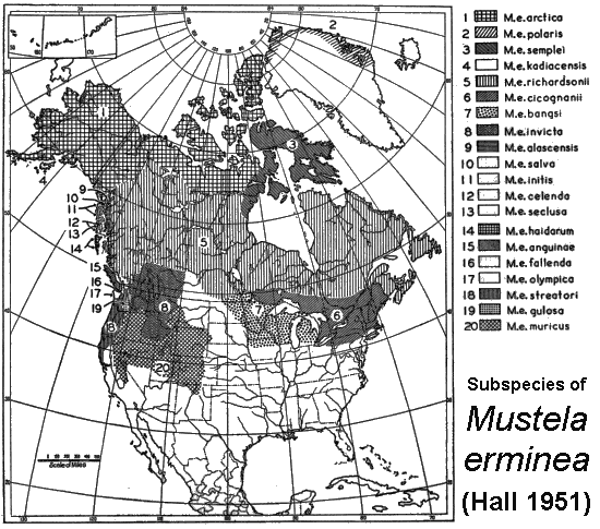 Mustela subspecies