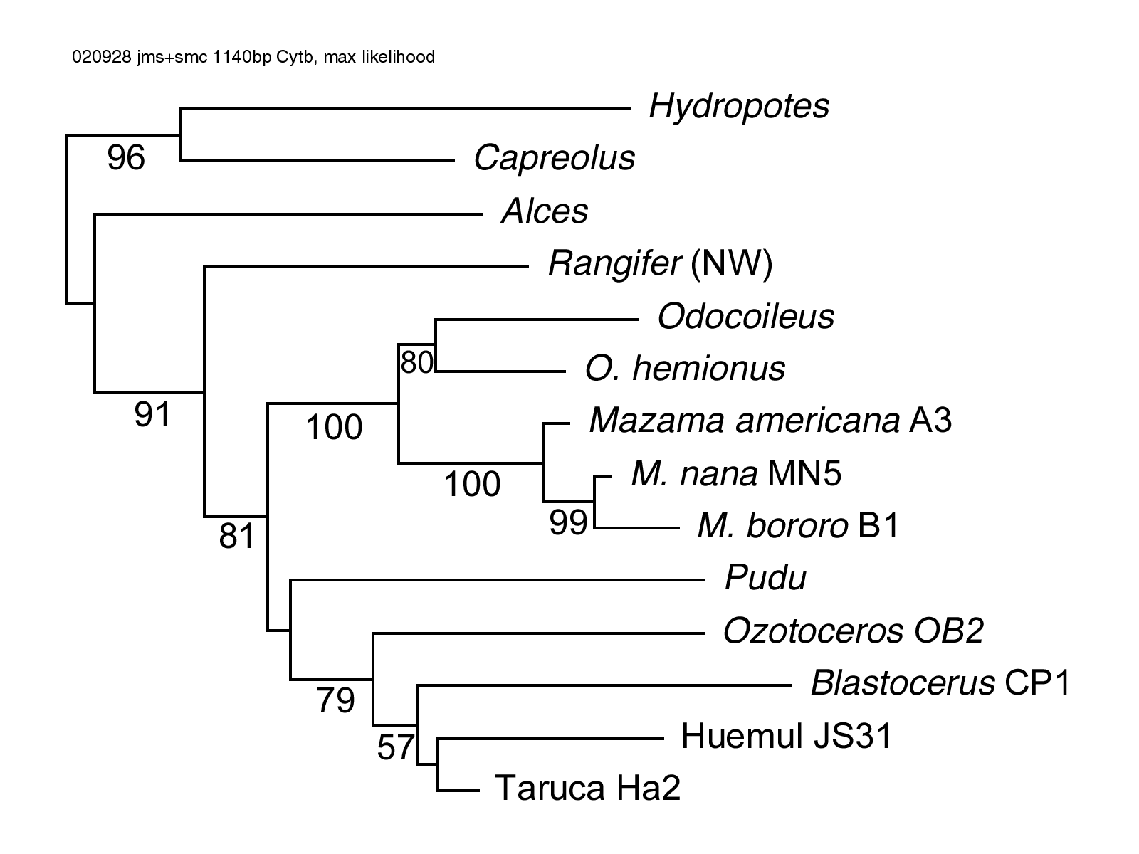 Neotropical Cervidae