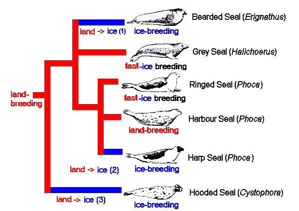 Pagophilic behaviour: traditional view