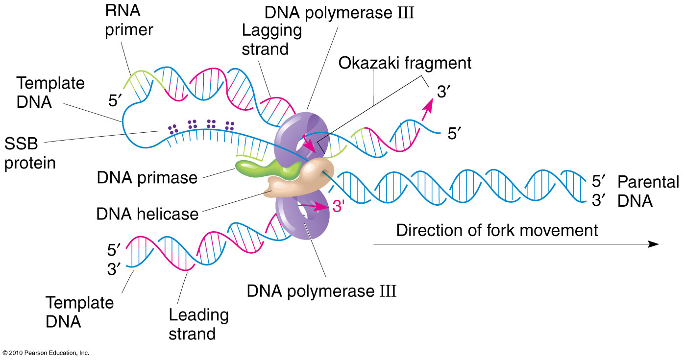 Leading Lagging Strand Synthesis