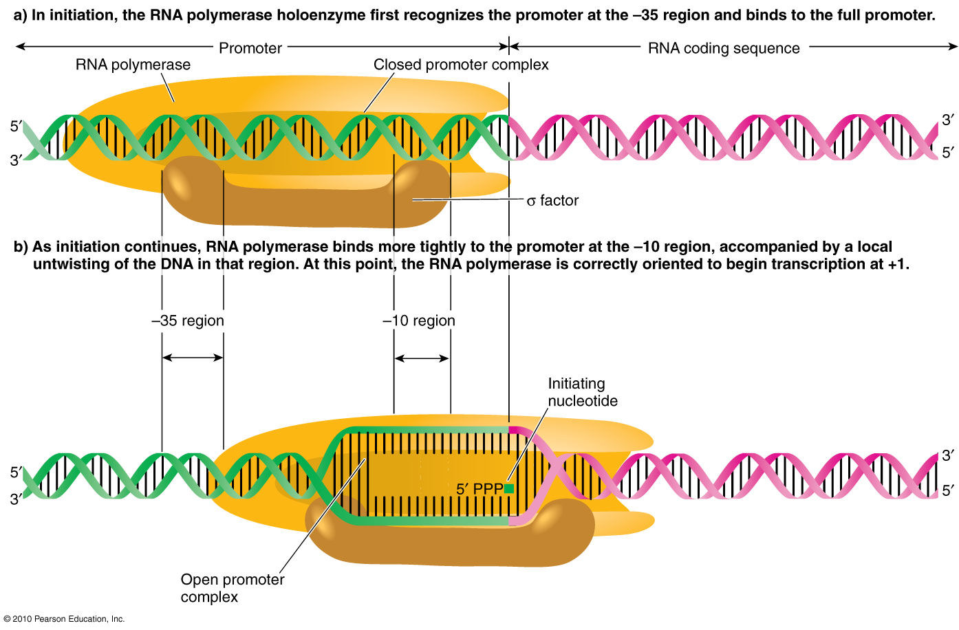 Transcription Initiation In Prokaryotes Transcription Initiation In Prokaryotes