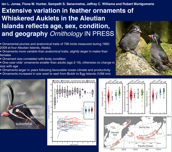 Ian L. Jones - Memorial University