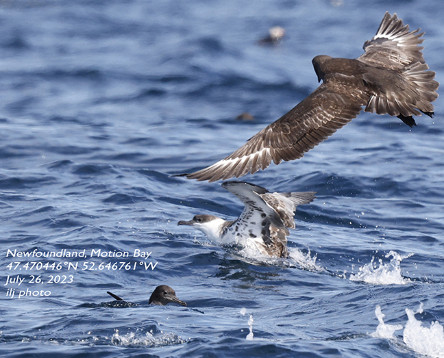 Ian L. Jones - Memorial University